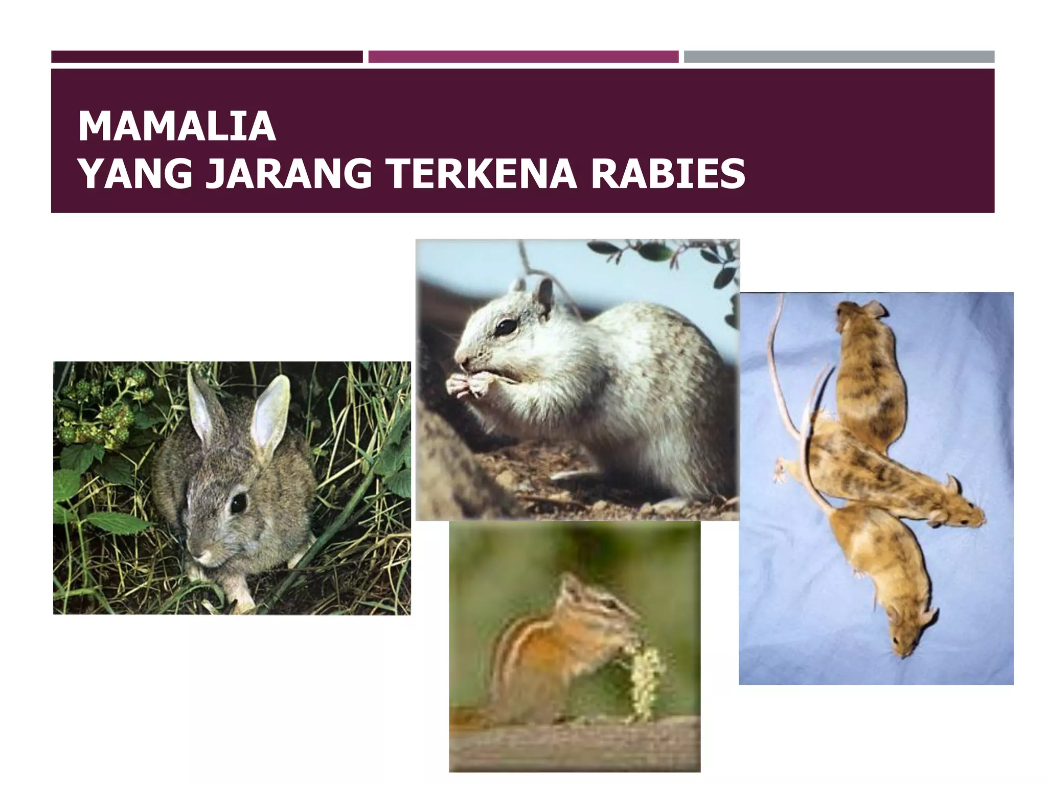 Penyuluhan-Penyakit-Rabies.pdf