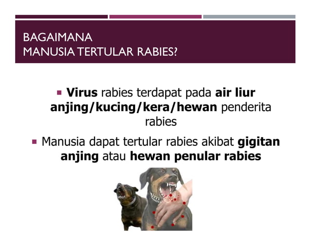 Penyuluhan-Penyakit-Rabies.pdf