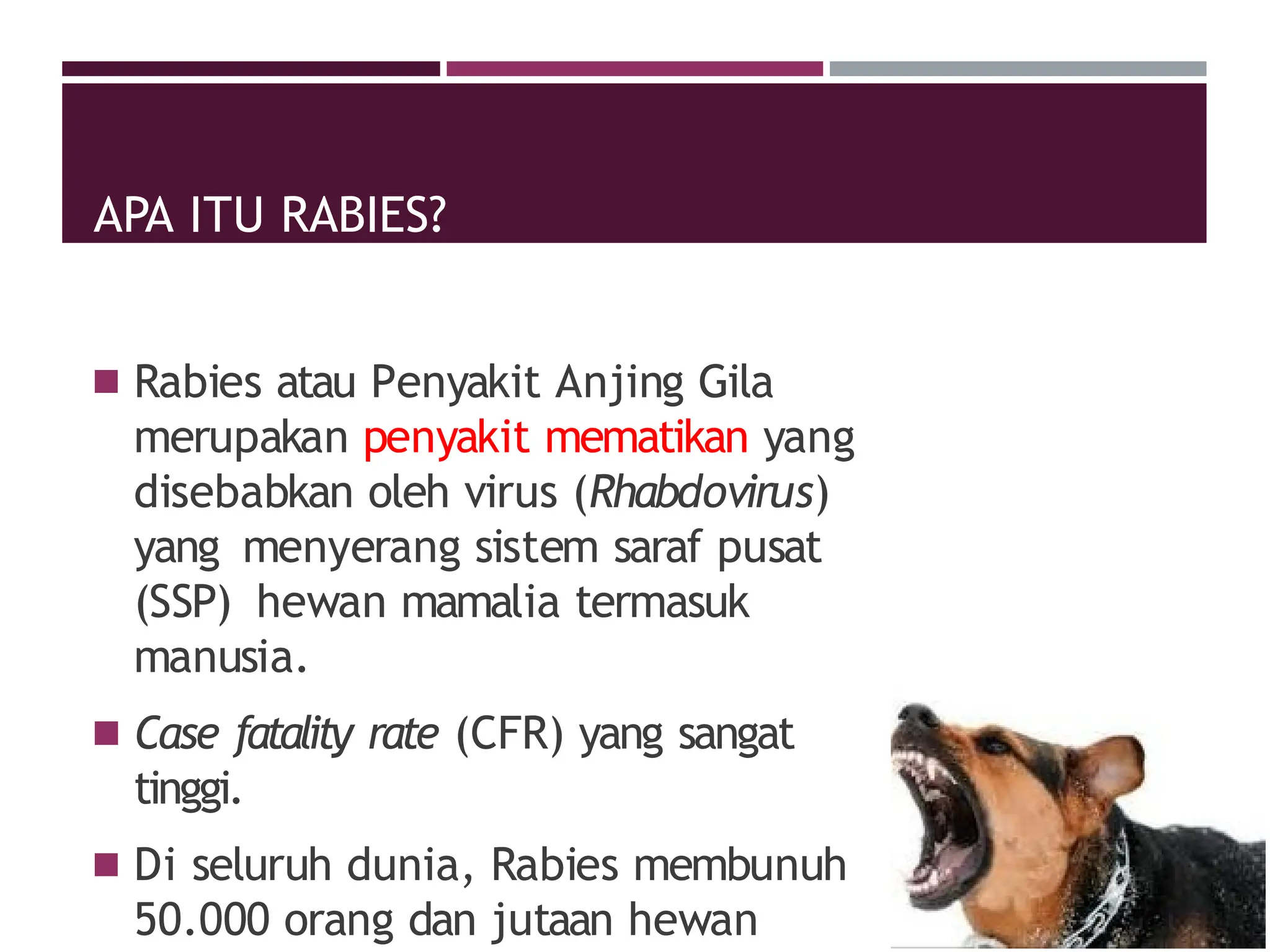 Penyuluhan Penyakit Rabies pada masyarakat | PPTX