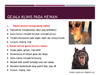 Penyuluhan Penyakit Rabies pada masyarakat | PPTX