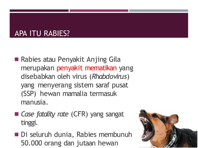 Penyuluhan Penyakit Rabies pada masyarakat | PPTX