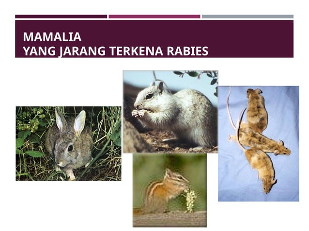 Penyuluhan Penyakit Rabies pada masyarakat | PPTX