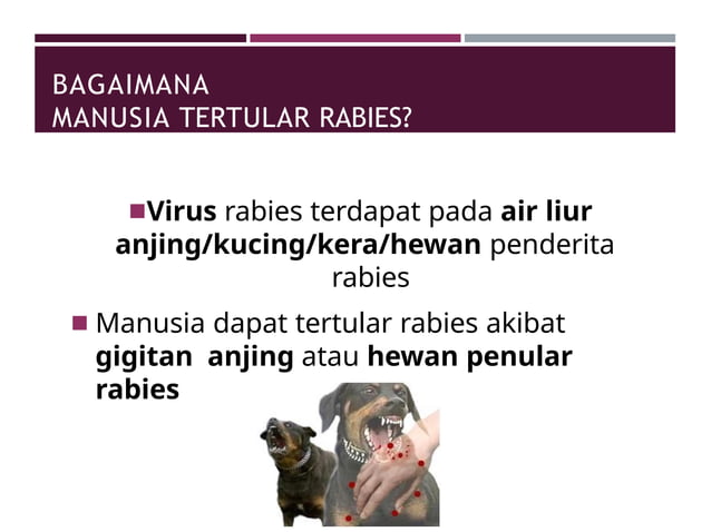Penyuluhan Penyakit Rabies pada masyarakat | PPTX