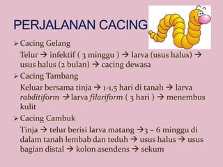 Penyuluhan_cacingan | PPT