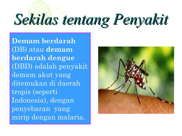 Penyuluhan dbd | PPT