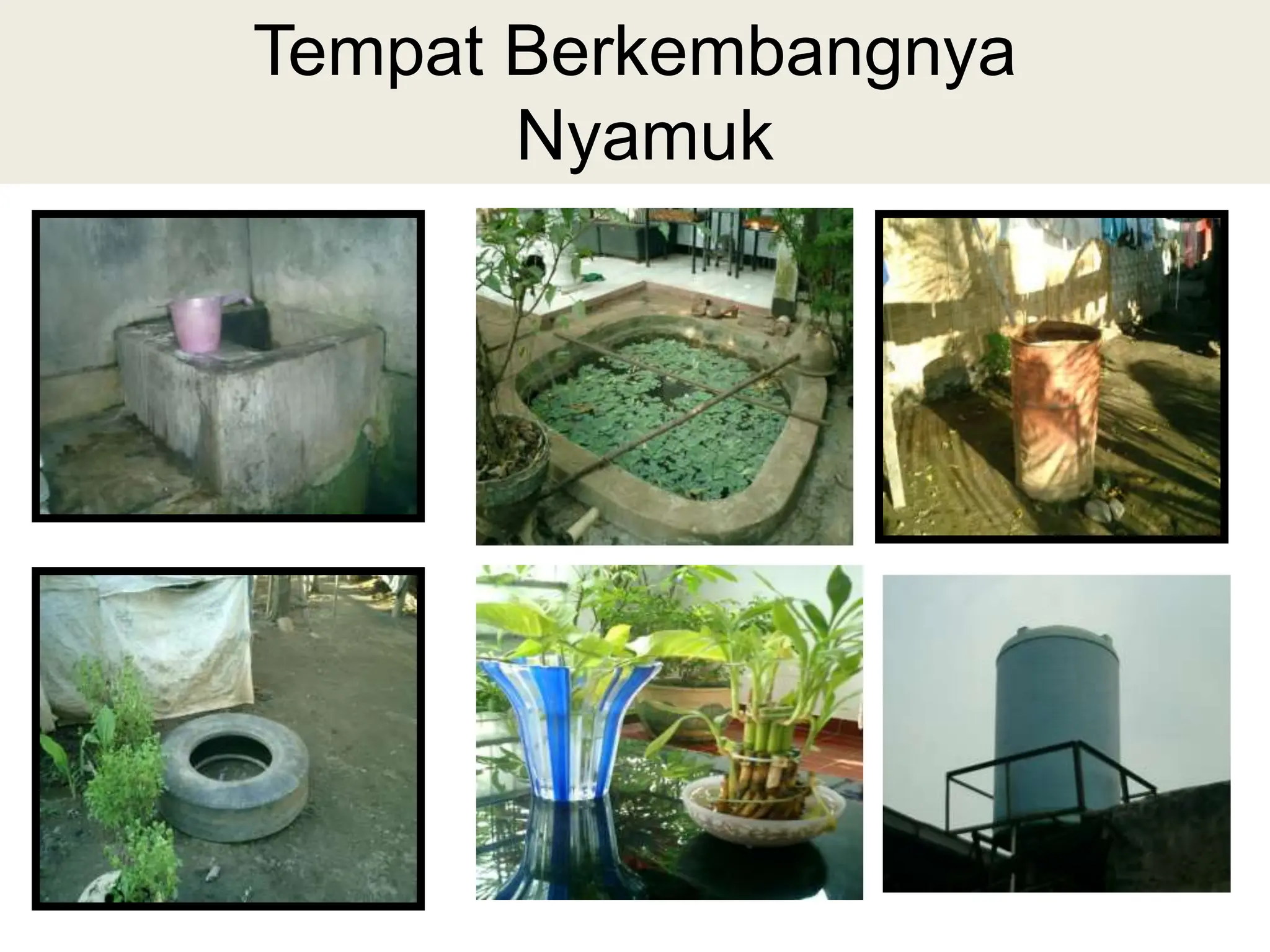 PENYULUHAN_DBD materi edukasi PSN nyamuk | PPT