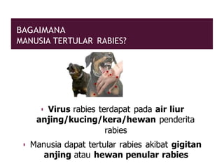 Penyuluhan Penyakit Rabies.docx