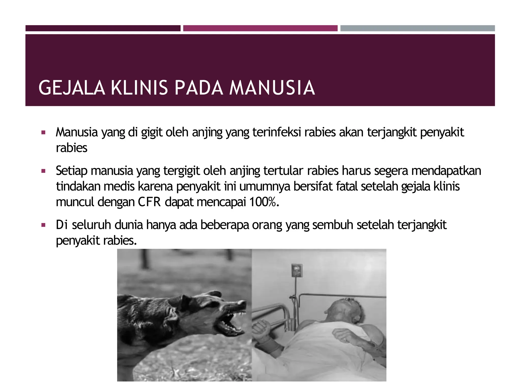 PENYULUHAN PENYAKIT RABIES.pptx