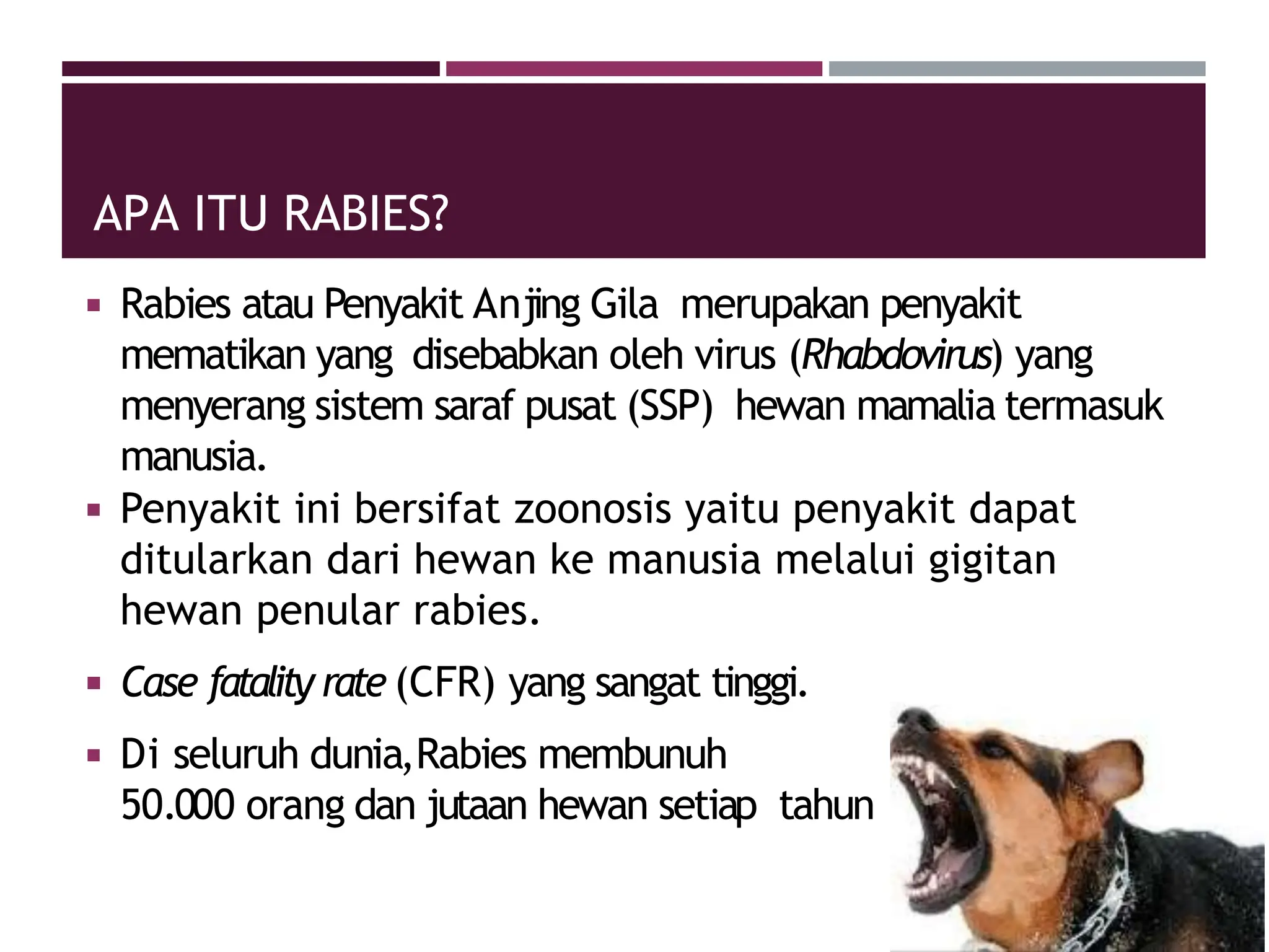 PENYULUHAN PENYAKIT RABIES.pptx