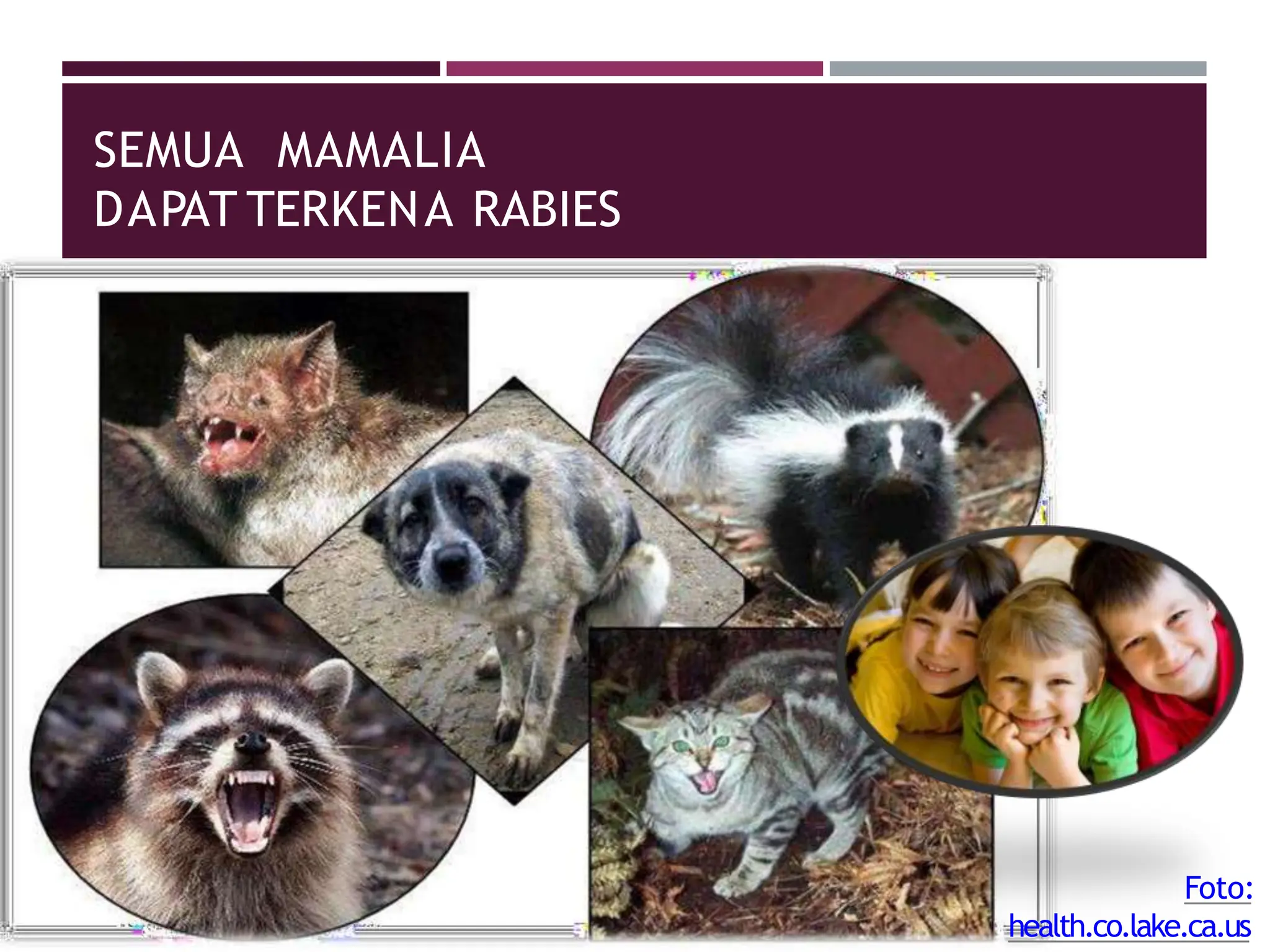 PENYULUHAN PENYAKIT RABIES.pptx