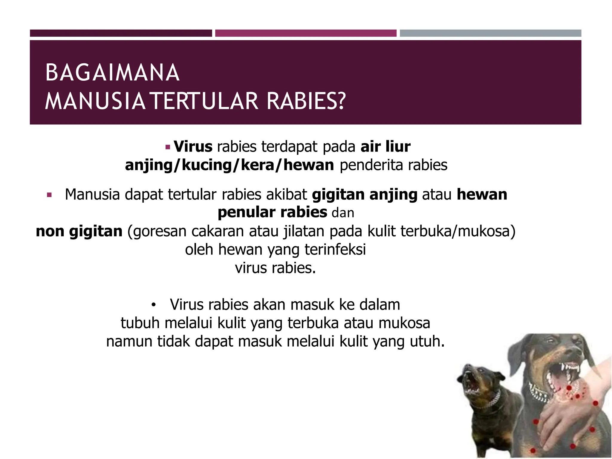 PENYULUHAN PENYAKIT RABIES.pptx