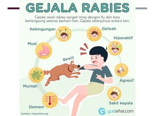 PENYULUHAN PENYAKIT RABIES.pptx