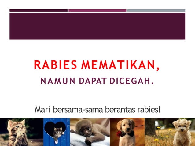 PENYULUHAN PENYAKIT RABIES.pptx