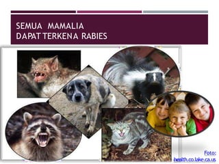 PENYULUHAN PENYAKIT RABIES.pptx