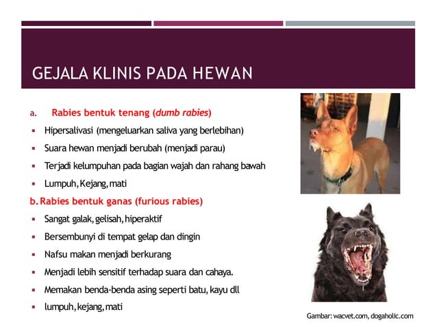 PENYULUHAN PENYAKIT RABIES.pptx