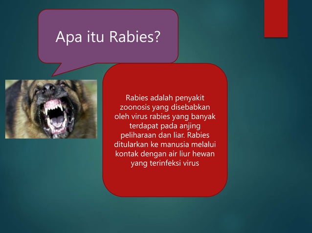 Penyuluhan rabies ppt hshdhdhdhdhdhdhdhhd | PPT