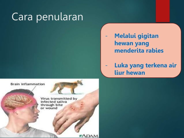 Penyuluhan rabies ppt hshdhdhdhdhdhdhdhhd | PPT