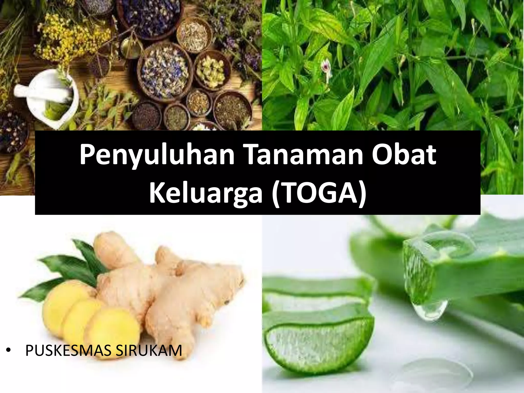 Penyuluhan Tanaman Obat Keluarga (TOGA) FIX.pptx