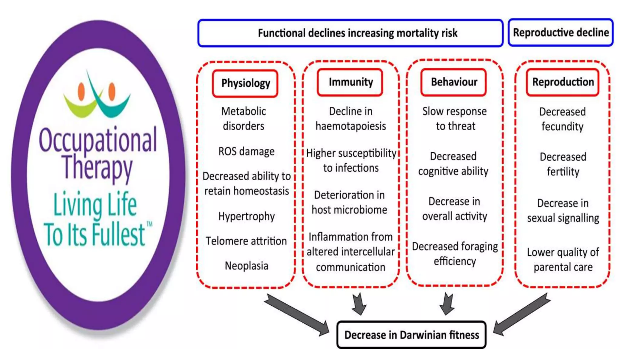 Applying the Person Environment Occupation Model to Practice | PPTX