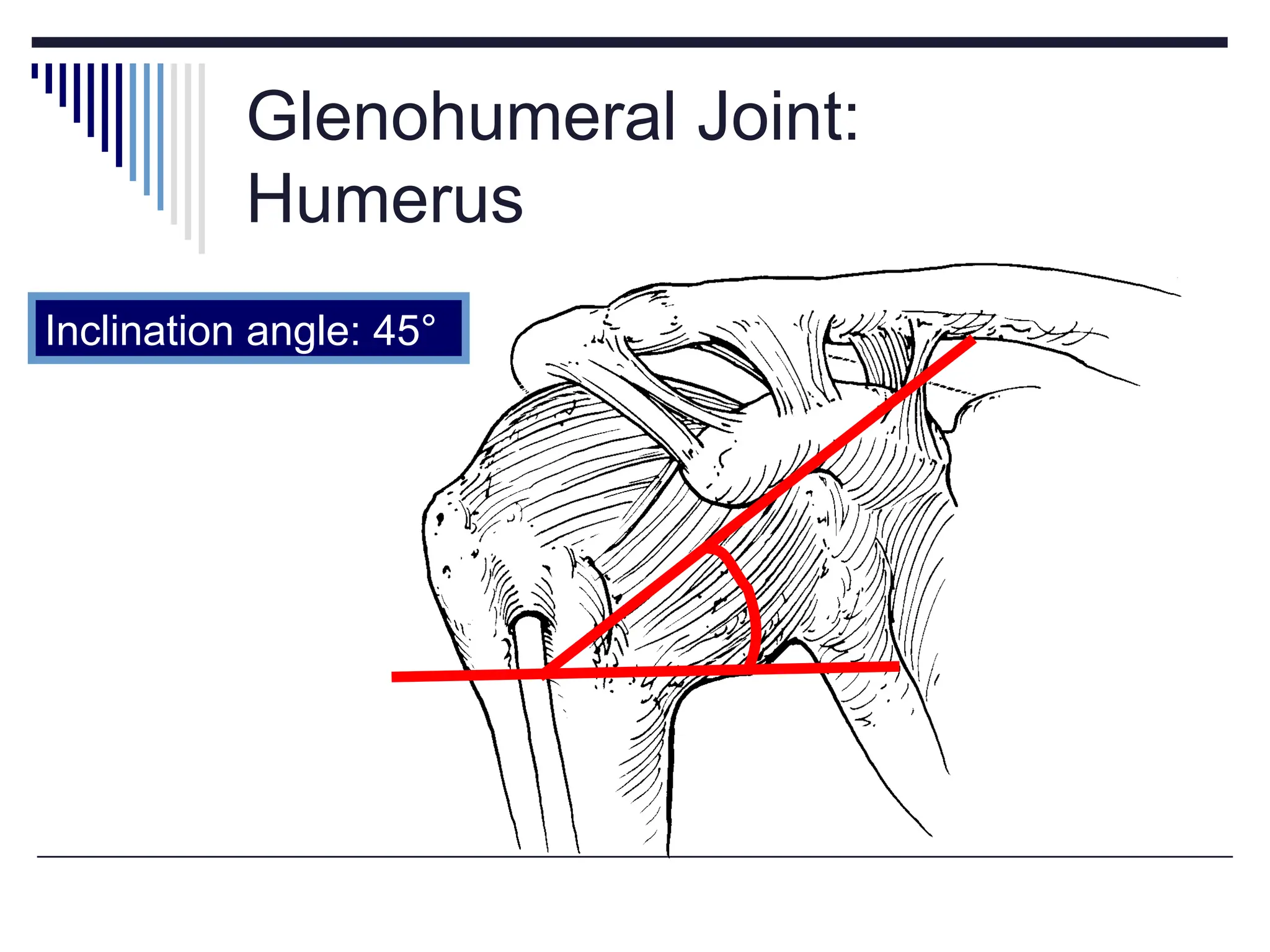 PEP 300 Shoulder Complex assessment and rehab.ppt