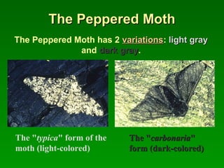 Peppered Moths Evolution Diagram