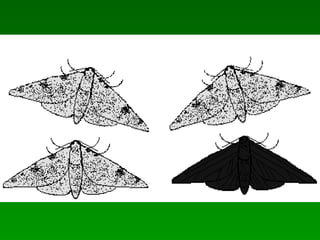 Peppered Moths Evolution Diagram