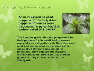 Pepper mint | PPT