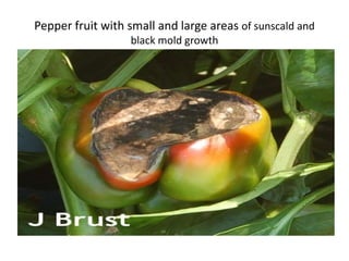 Pepper physiological disorders By Mr. Allah Dad Khan Provincial ...