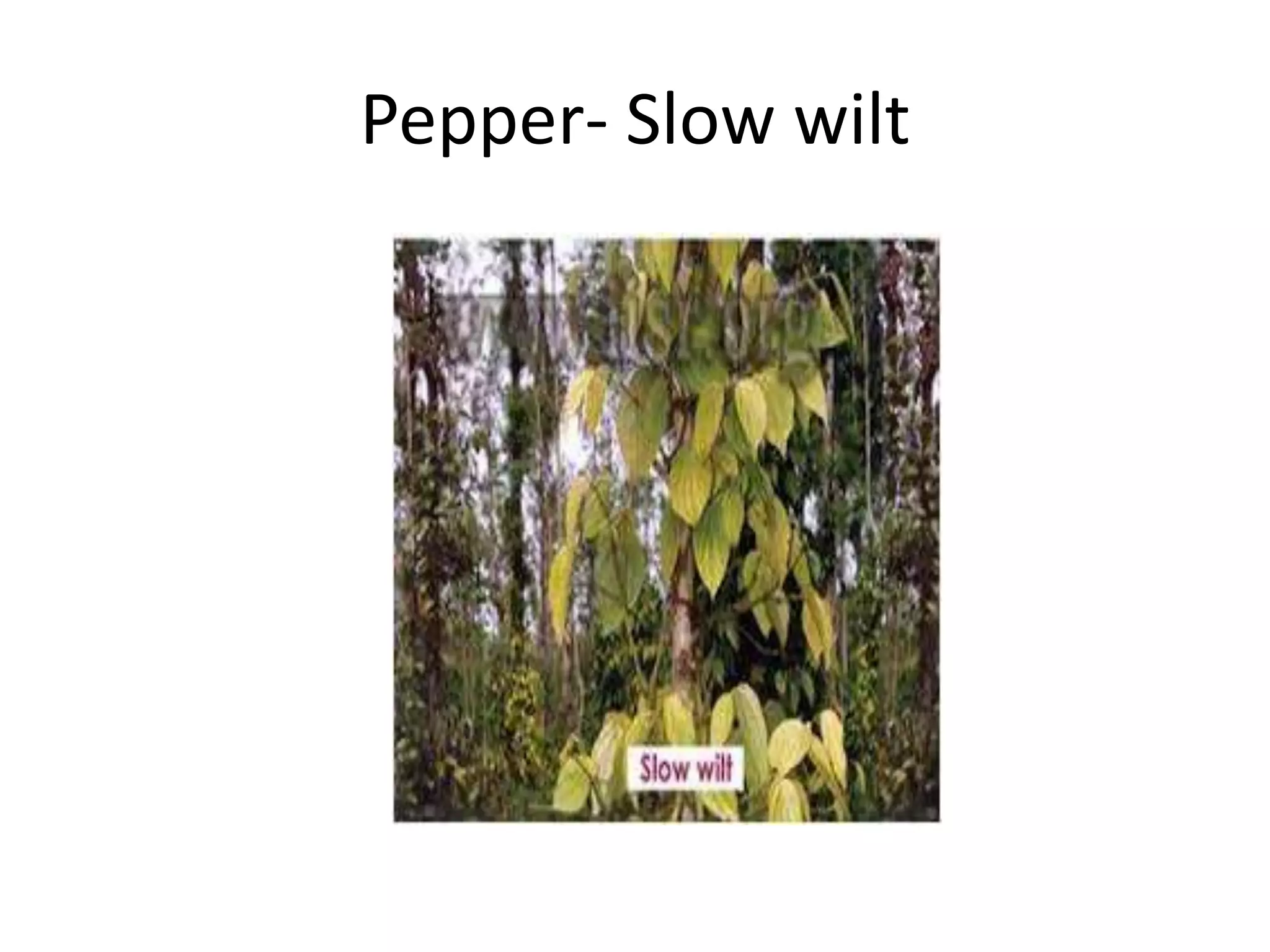 Pepper ppt | PPTX