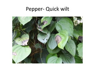Pepper ppt | PPTX