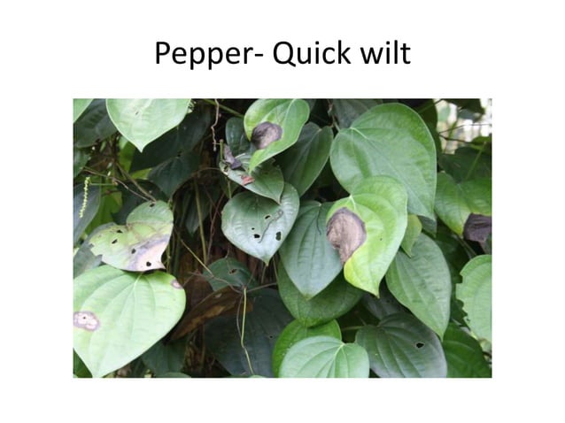 Pepper ppt | PPTX