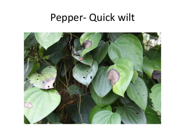 QUICK AND SLOW WILTS, BLACK PEPPER - SRI LANKA: ALERT