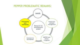Pepper value chain development consortium (TOGO) | PPTX