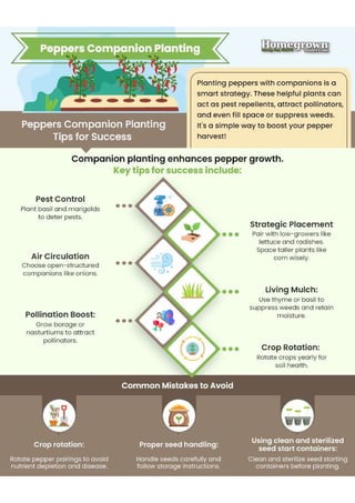 Pepper Companion Planting Tips - Homegrown Outlet | PDF