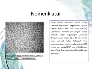 Pepper yellow leaf curl virus (pylcv) | PPT