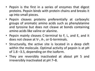 PEPSIN Enzyme - An enzyme for protein digestions | PPTX