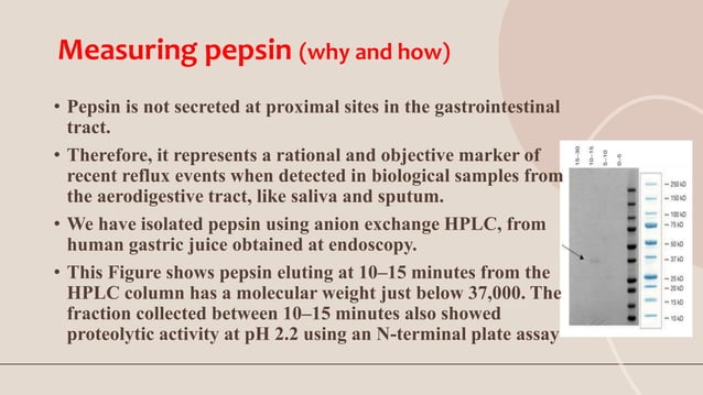 pepsin | PPTX | Digestive Disorders | Diseases and Conditions