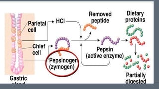 pepsin | PPTX