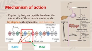 pepsin | PPTX | Digestive Disorders | Diseases and Conditions