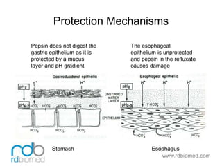 Peptest - Pepsin detection in digestive and respiratory fluids | PPSX