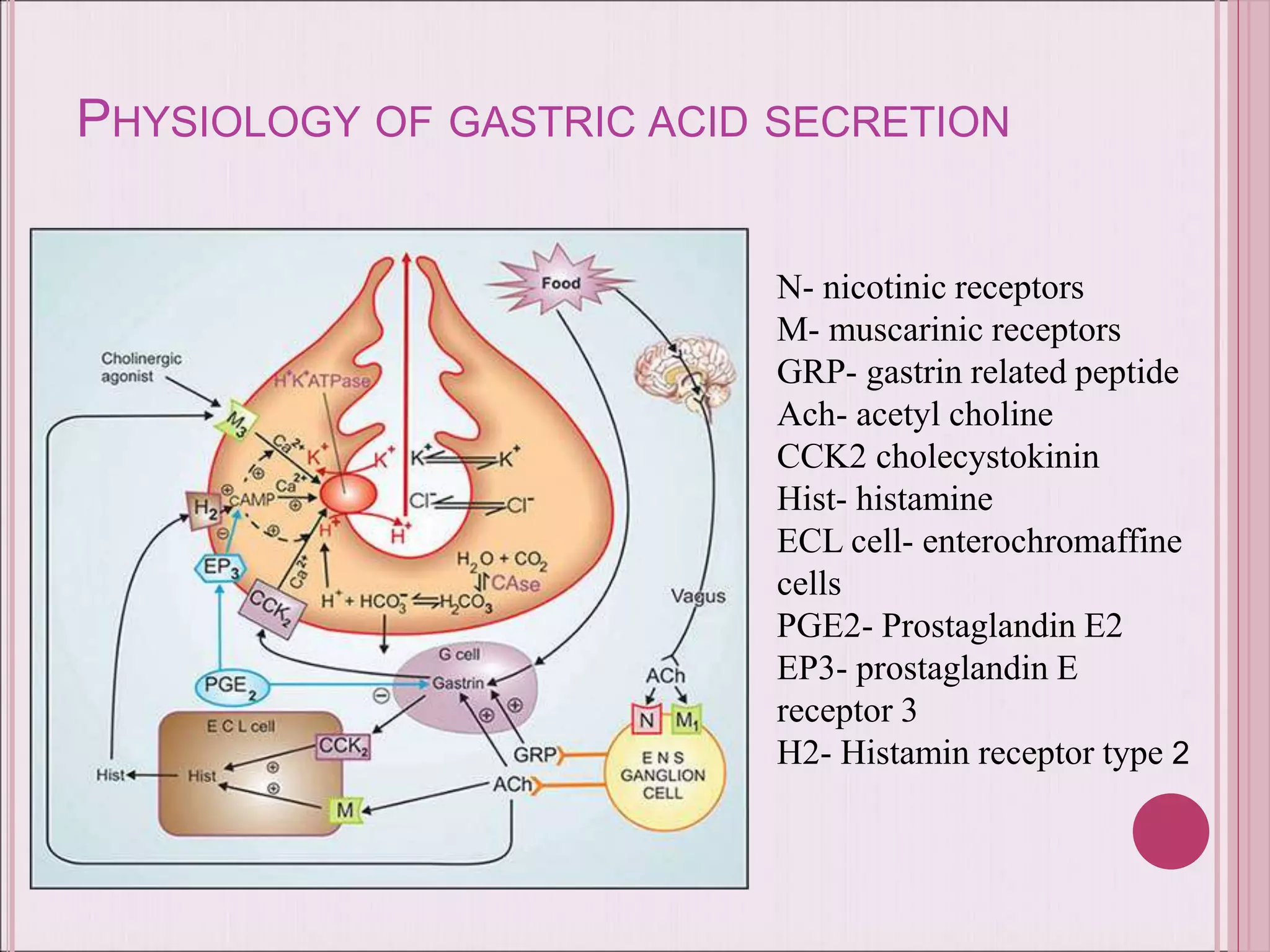 pathophysiology of peptic ulcers | PPT