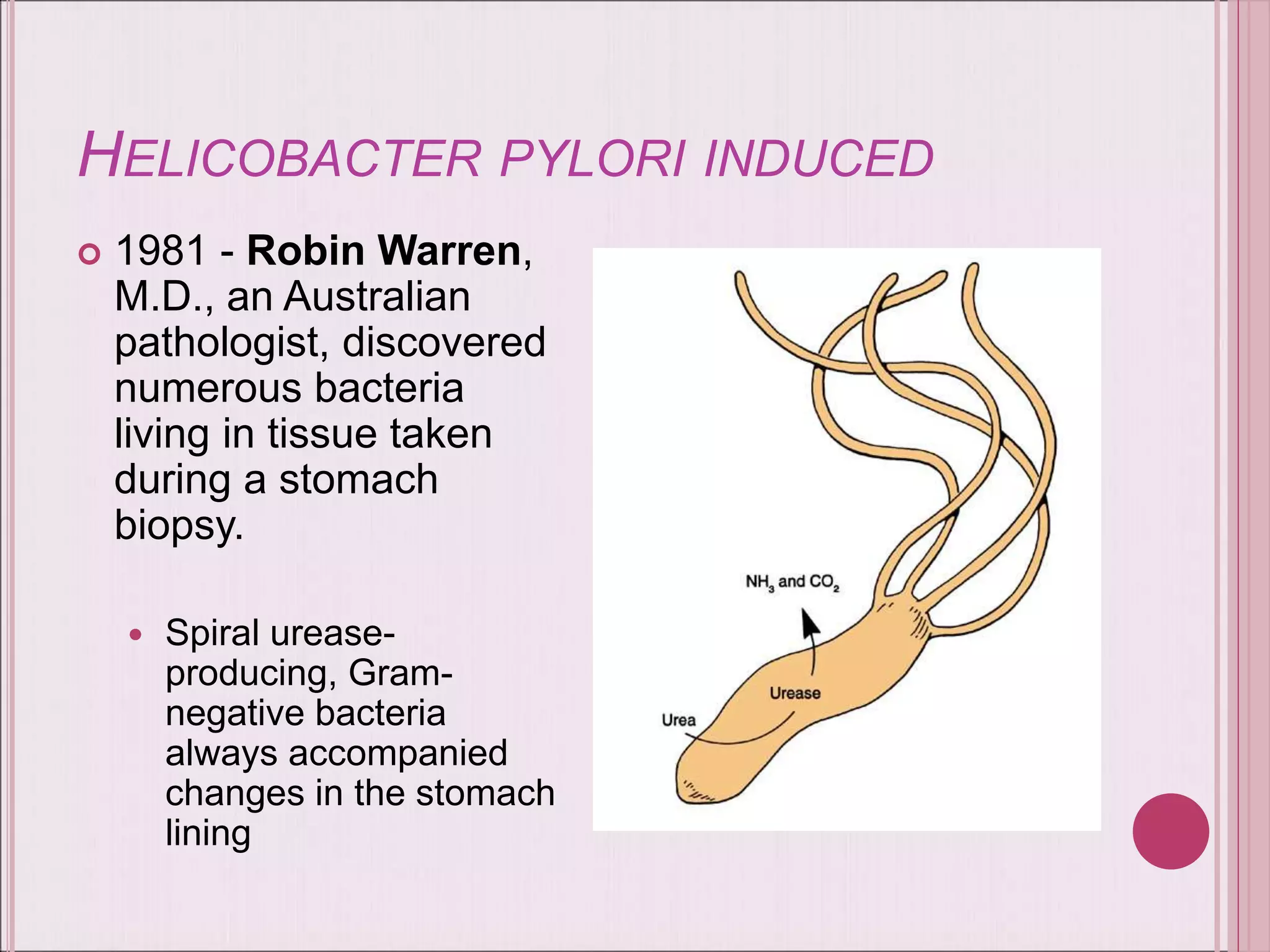pathophysiology of peptic ulcers | PPT