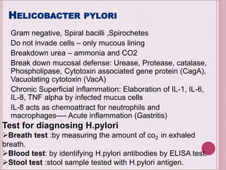 pathophysiology of peptic ulcers | PPT