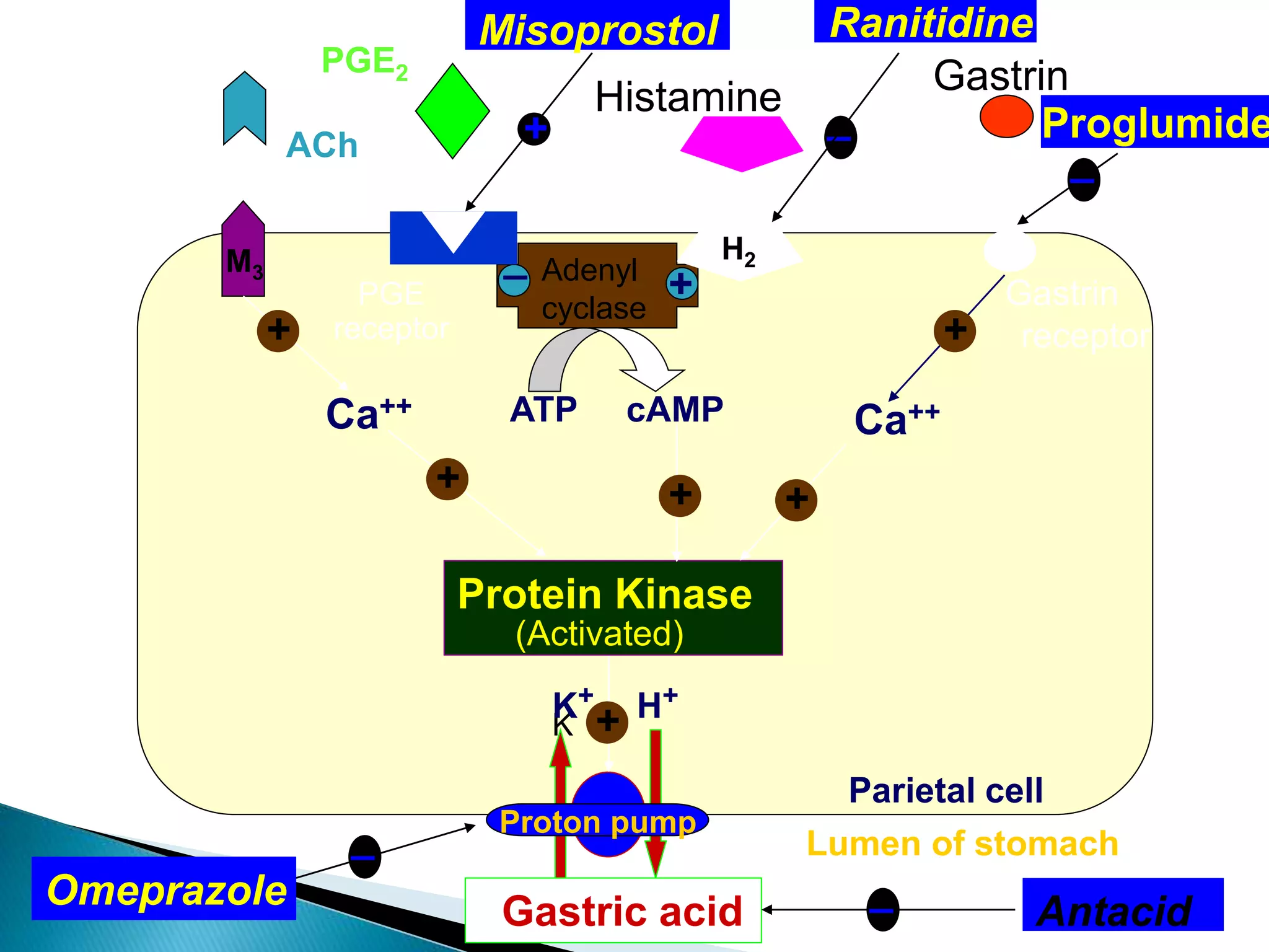 Pharmacotherapy of peptic ulcer | PPTX