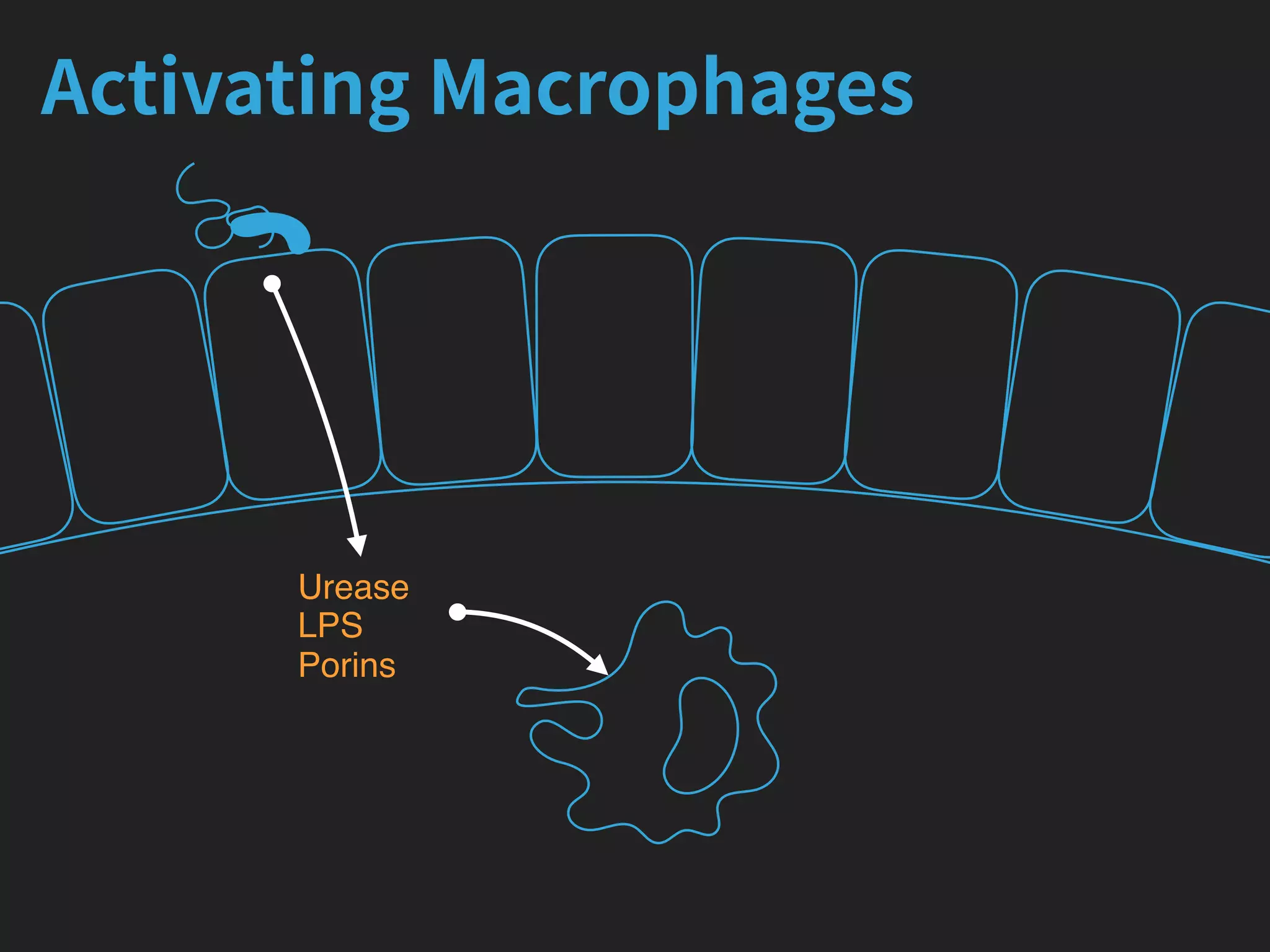 Peptic ulcer and helicobacter pylori | PDF