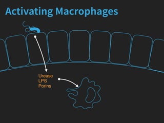 Peptic ulcer and helicobacter pylori | PDF