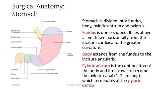 Stomach Antrum Anatomy
