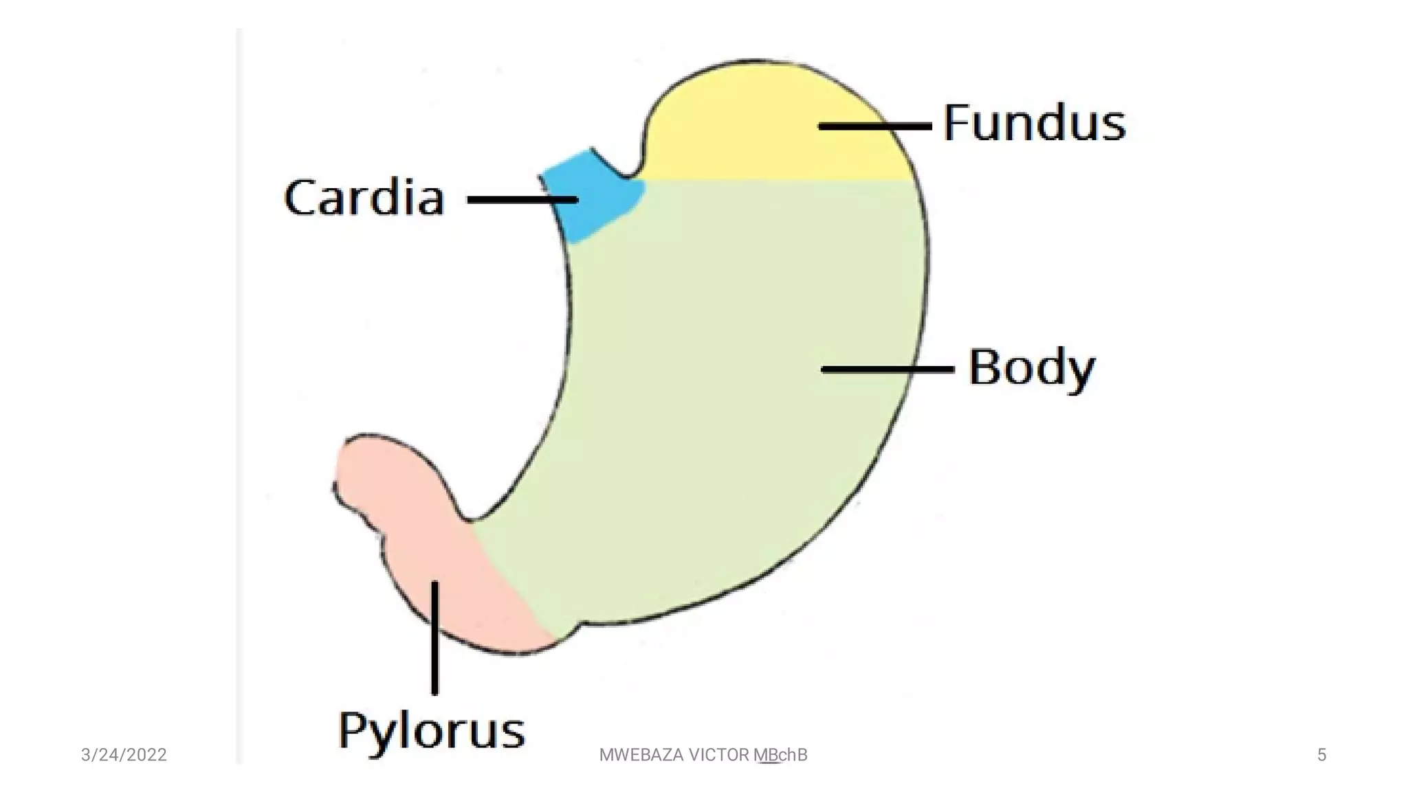 Peptic Ulcer Disease- MWEBAZA VICTOR pdf | PDF