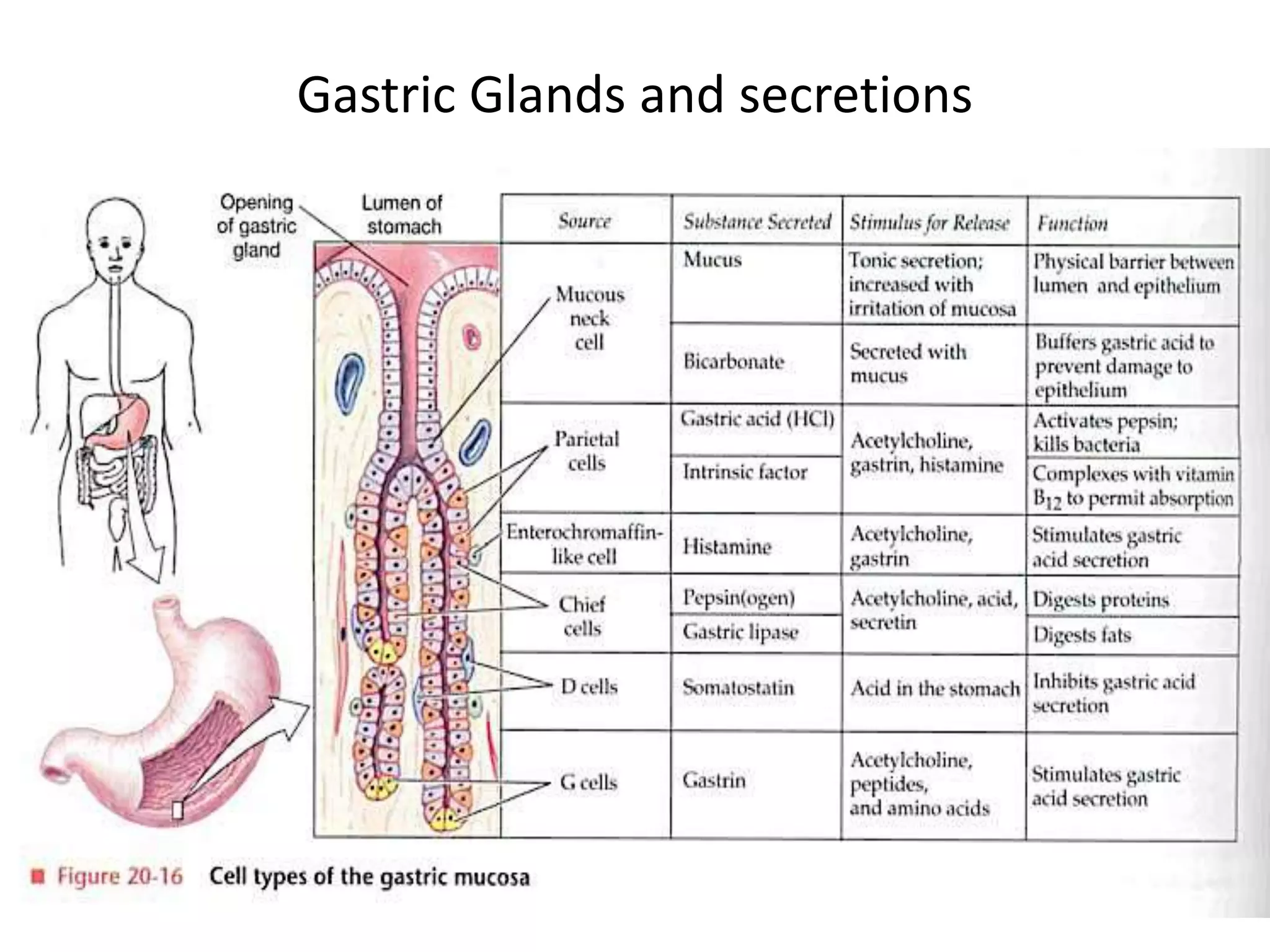 Peptic ulcer, GERD; management | PPTX