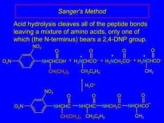 Peptide Structure Determination by Different Methods | PPT